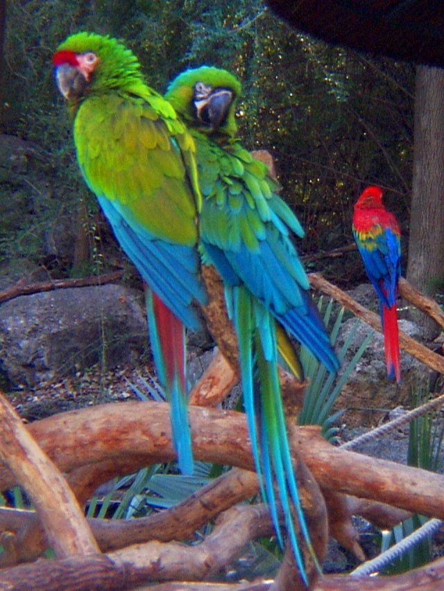Wildlife