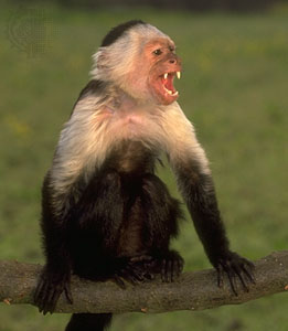 Wildlife
